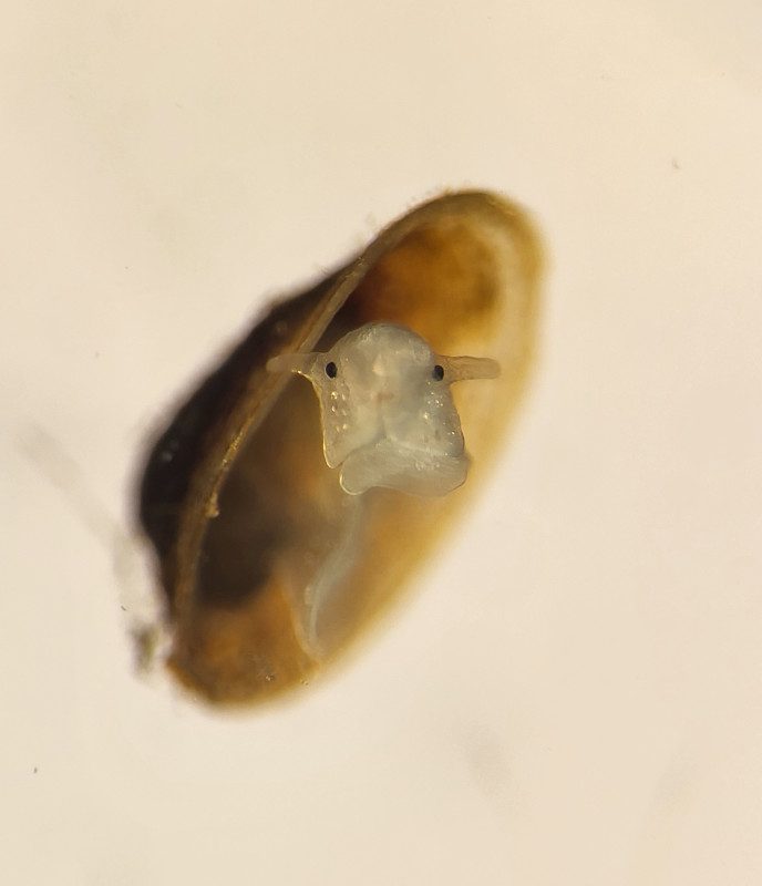 Opvallende waterslakjes - Stichting Waterproef